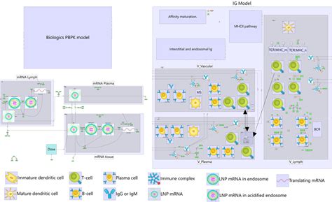 Qsp Model Of Mrna Vaccines The Map Provides Overview Of Biological Download Scientific Diagram