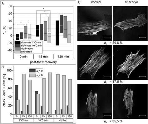 Circular Standard Deviation Is Significantly Increased In The Actin