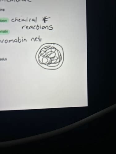 The Nucleus Flashcards Quizlet