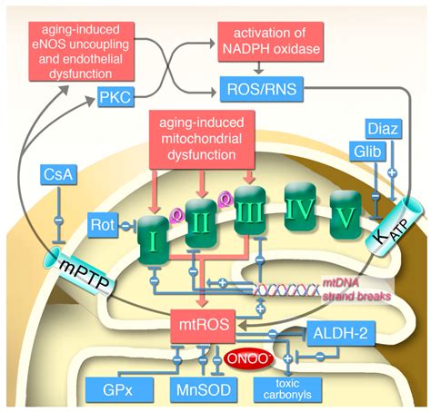 Ijms Special Issue Mitochondrial Dysfunction In Ageing And Diseases