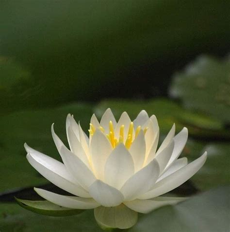 Цэвэгмэди Бусдад Туслахуй Анагаах Ухааны МАНБА ДАЦАН ХИЙД