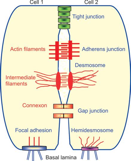 Cell Junctions