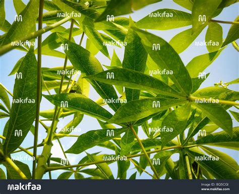 Cassava Leaves Makifaa