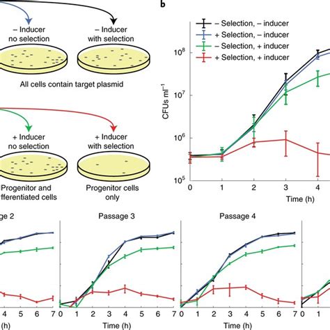 Asymmetric Plasmid Partitioning In E Coli A The App Network Consists
