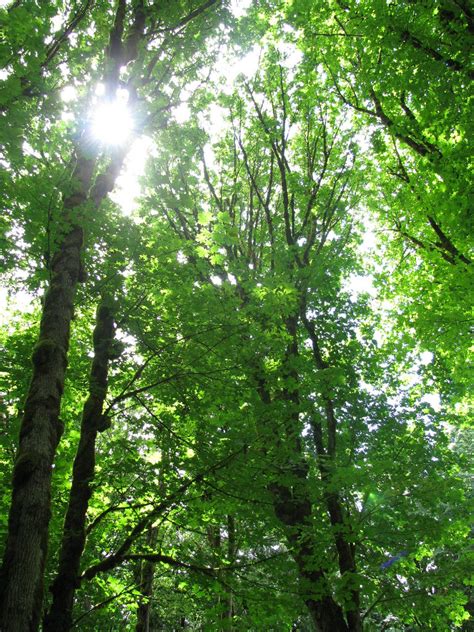 Cellular Respiration And Photosynthesis Read Biology CK Foundation