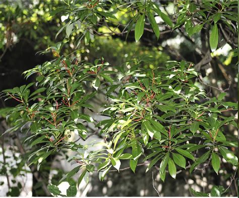40 大叶楠 河南珍稀植物 图片