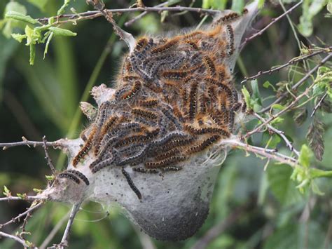 Small Eggar Butterfly Conservation
