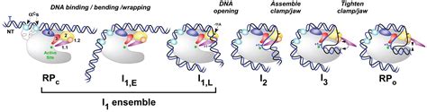 25 1 Dna Dependent Synthesis Of Rna Biology Libretexts