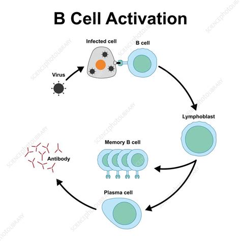 B Cell Activation Illustration Stock Image F041 9770 Science