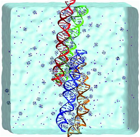 Bundling Of Dna In All Atom Md Simulations In The Presence Of Cohex 3