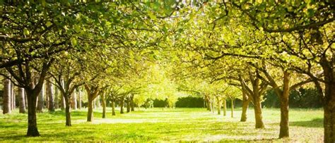 Tree Allergies North Texas Allergy And Asthma Center