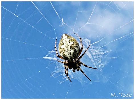 Spinne Im Netz Foto And Bild Natur Kreativ Himmel Natur Bilder Auf Fotocommunity