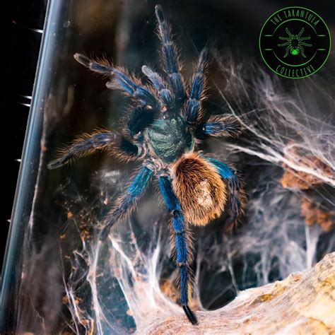 The Tarantula Collective — Chromatopelma Cyaneopubescens Green Bottle