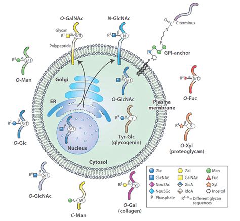 Types Of Post Translational Modification Finetest Elisa Kit Finetest Antibody Finetest®