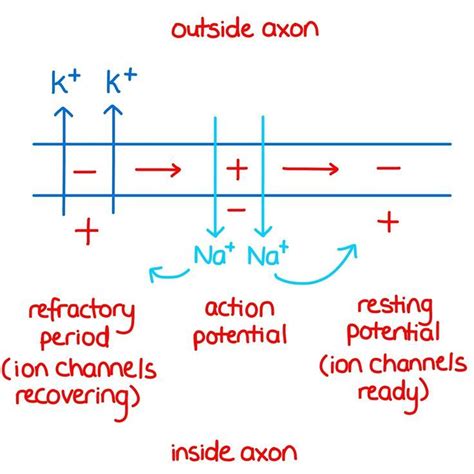 Wave Of Depolarisation A Level Biology Study Flashcards Medical