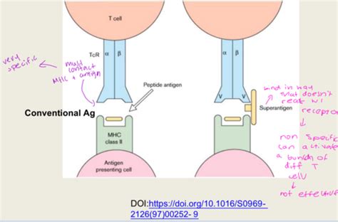 Antigen Flashcards Quizlet
