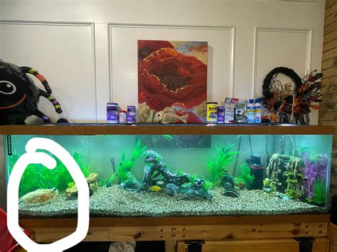 How Do I Determine The Sex Of My Oscar Cichlid Raquariums