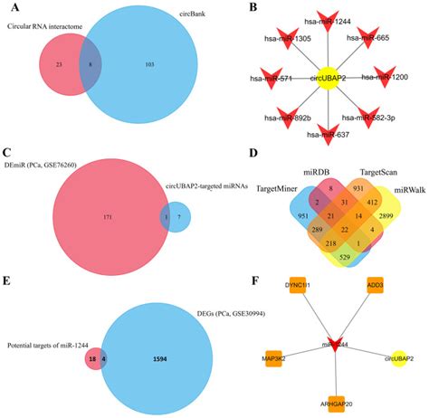 Circular Rna Ubap2 Promotes The Proliferation Of Prostate Cancer Cells