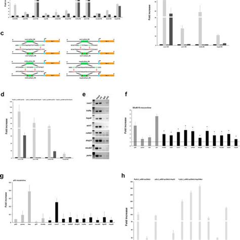 Generation Of Pwm Ii And Pwm Iii Matrices Nucleotide Sequence