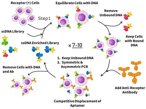 Development Of Dna Aptamers To Native Epcam For Isolation Of Lung Circulating Tumor Cells From