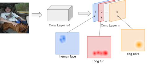 Class Activation Maps Johannes Schusterbauer