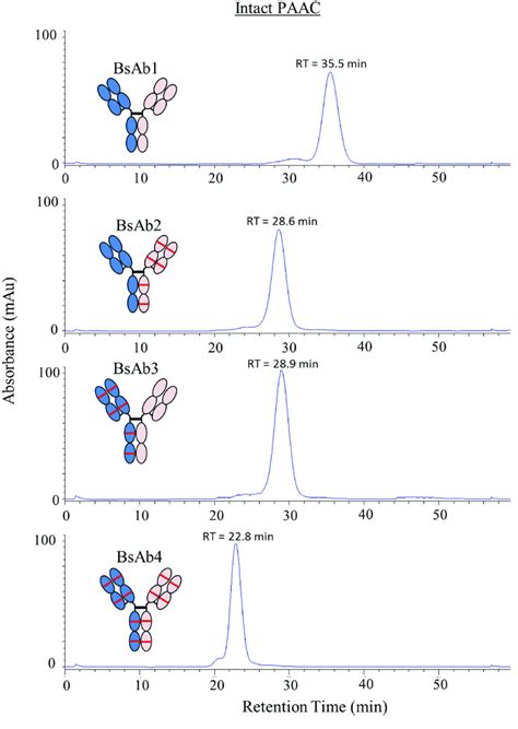 Affinity Chromatography Animation