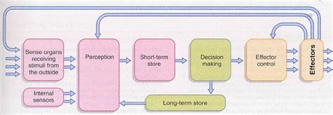 Whitings Model Information Processing
