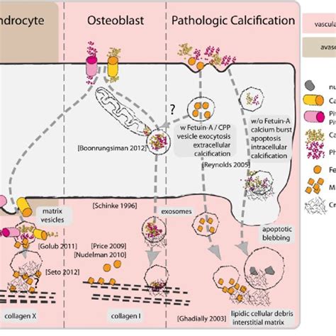 Fetuin A Containing Calciprotein Particles Cpps A Schematic View Of
