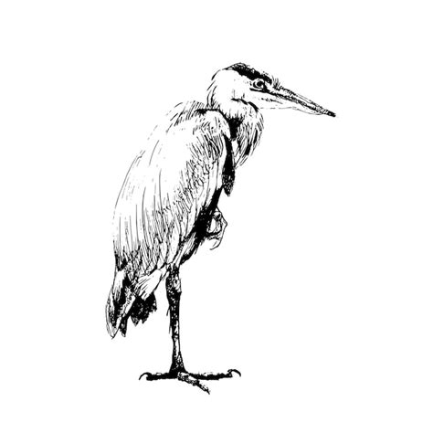рисунок птицы которая черно белая Премиум векторы