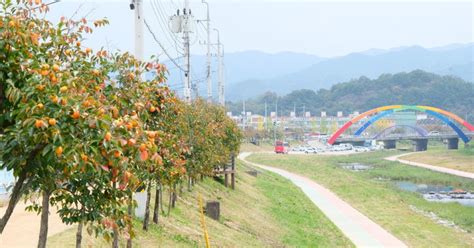 [뉴시스앵글] 주황빛 감나무로 짙게 물든 영동