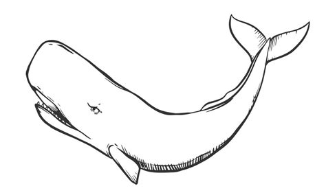 Vector Drawing Of A Sperm Whale White Whale In Engraving Style