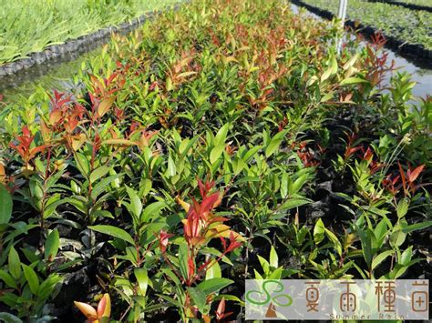 草花夏雨種苗田尾園藝花卉種苗產銷網