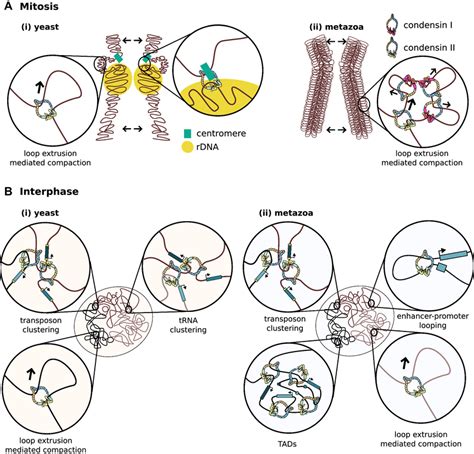 Condensin Mediated Genome Organization A Mitotic Structure Of