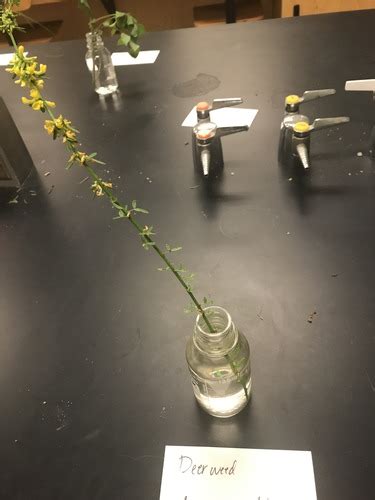 Bio 275 Lab Practical 2 Flashcards Quizlet