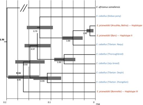 Phylogenetic Tree And Divergence Time Estimates For Mtdna Sequences Of