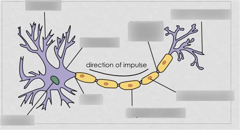 Neuron Diagram Quizlet