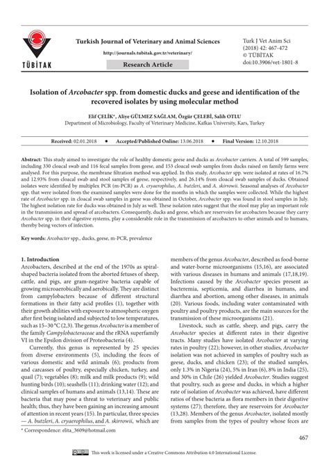 Pdf Isolation Of Arcobacter Spp From Domestic Ducks And Geese And