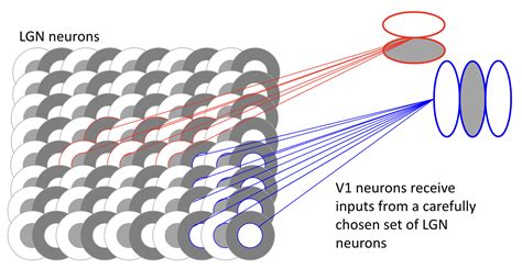 V1 Receptive Fields Introduction To Sensation And Perception