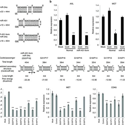 Development And Characterization Of Short Mimic Mirna A Secondary Download Scientific