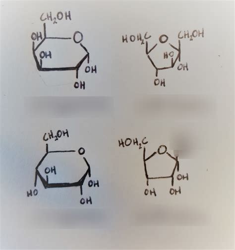 Monosaccharides Alpha D Form Diagram Quizlet