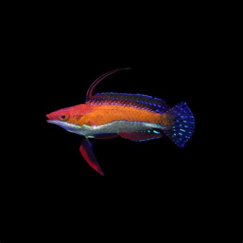 Ruby Longfin Fairy Wrasse Wrasse Geemarine
