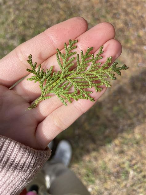 Identification R Dendrology