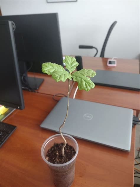 Moto Pfohe On Linkedin Освен лидер в бизнеса Moto Pfohe има за цел да служи на обществото и да…