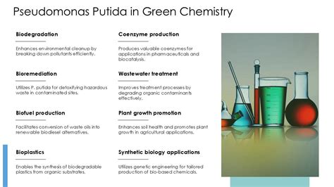 Exploring Pseudomonads Putida Benefits And Applications Ppt Sample St Ai Ppt Slide