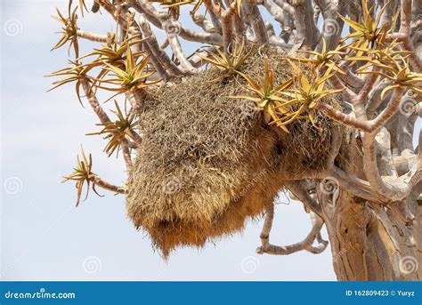 Sociable Weaver Nest Stock Image Image Of Sociable 162809423