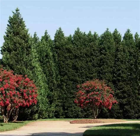 8 Fast Growing Windbreak Trees For Privacy And Protection