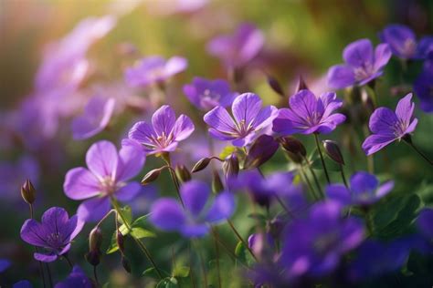 10 Flowers That Represent Sex Intimate Blooms Foliage Friend Learn About Different Types Of