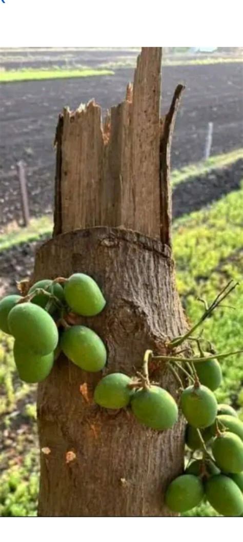 mr shreyash jadhav on linkedin yesterday i will see this tree also anyone cut down even cut