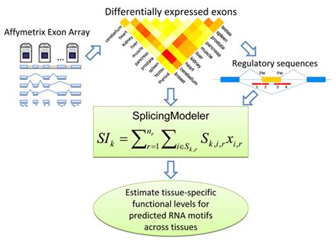 Work Flow For Genome Wide Cis Acting Rna Elements Prediction Based On Download Scientific