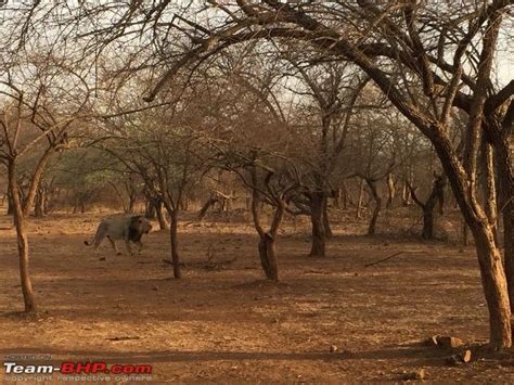 Sasan Gir The Home Of Asiatic Lions Team Bhp
